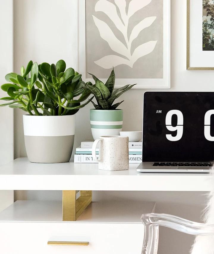 Jade Succulent – Flacio